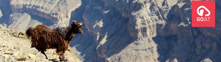 GOAT’s Information Security | GOAT Risk Solutions